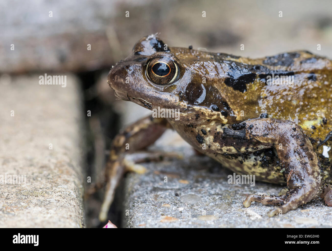 Common amphibian britain hi-res stock photography and images - Alamy