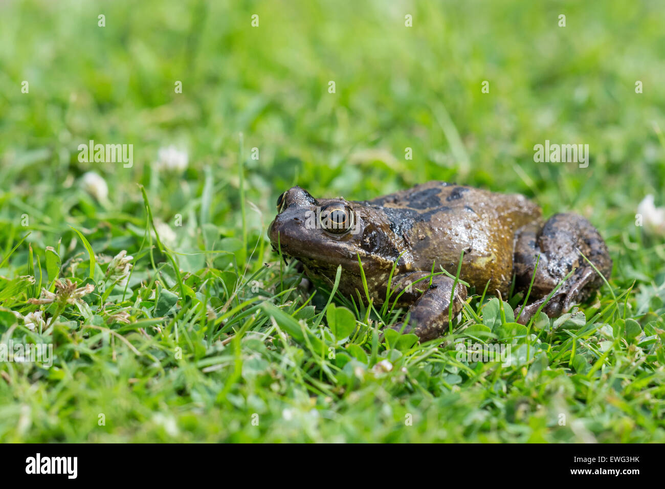 Adult frog hi-res stock photography and images - Alamy
