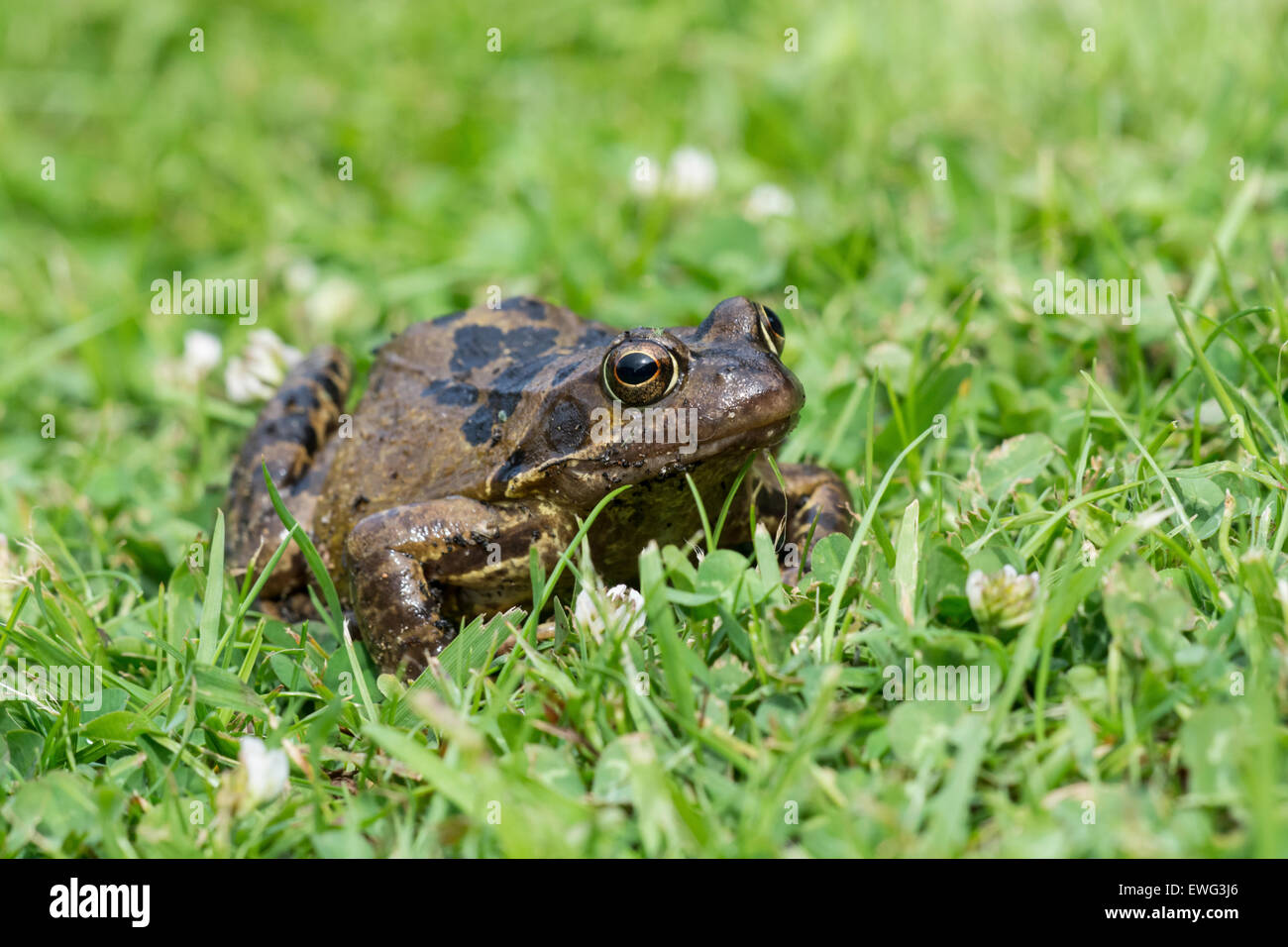 Adult frog hi-res stock photography and images - Alamy