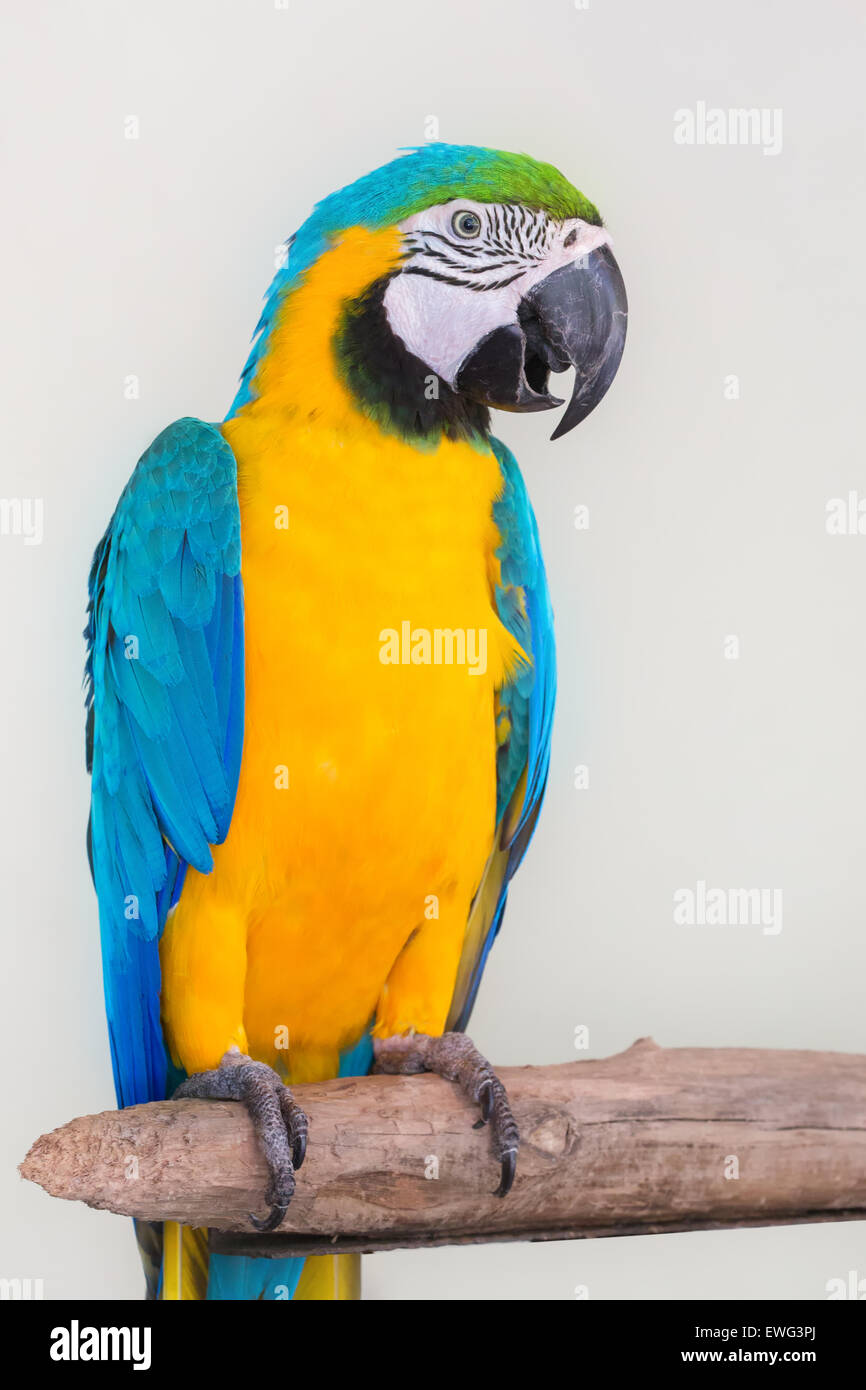 Colorful parrot eating fruit isolated in white background Stock Photo ...