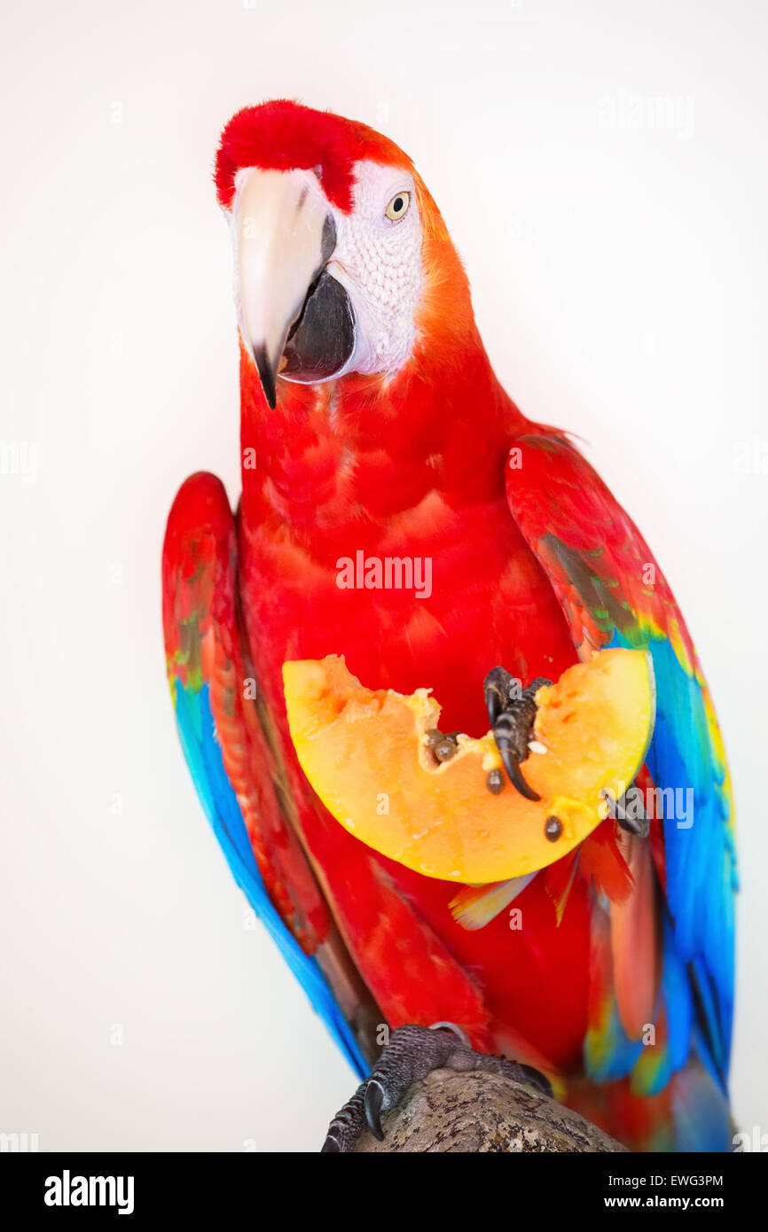 Colorful parrot eating fruit isolated in white background Stock Photo ...