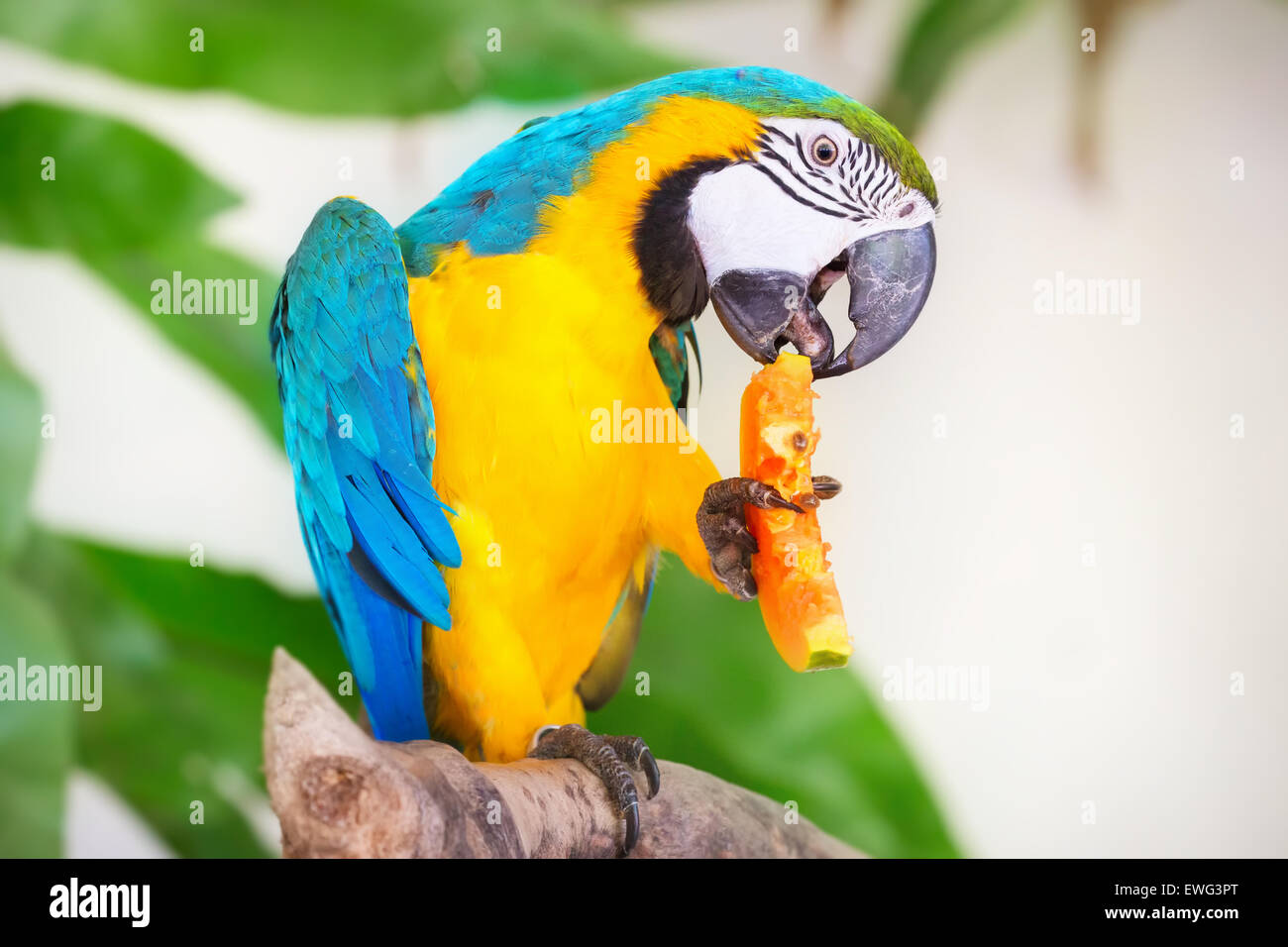 Bird Eating Papaya High Resolution Stock Photography and Images - Alamy