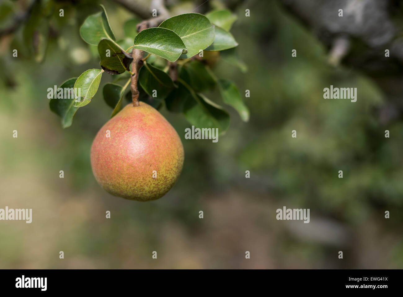 Ripe pear hanging from a tree in autumn, not harvested due to cosmetic ...