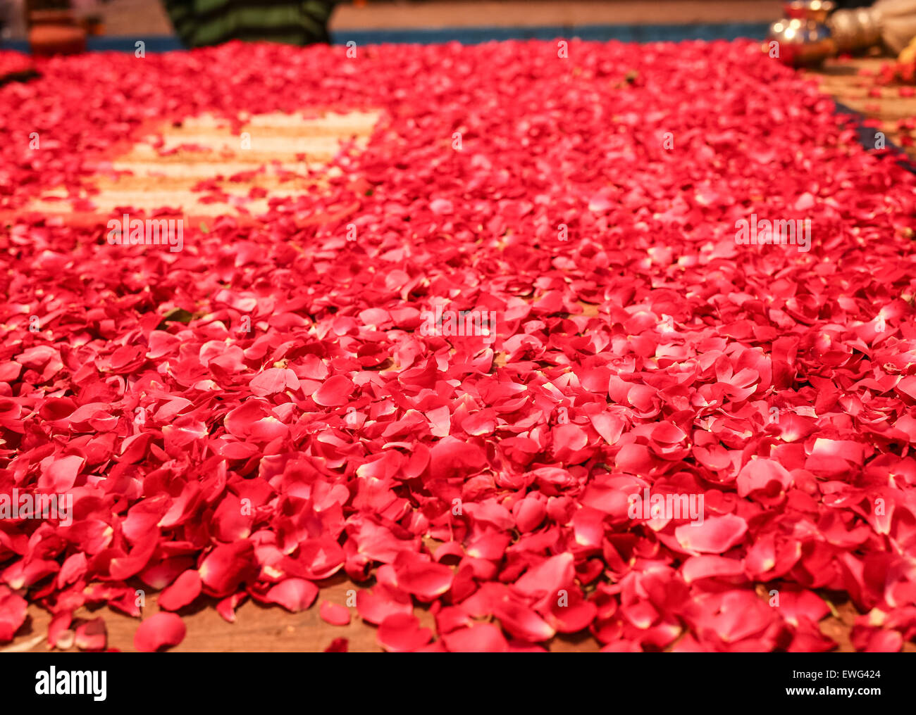 carpet of red petals growing Stock Photo - Alamy