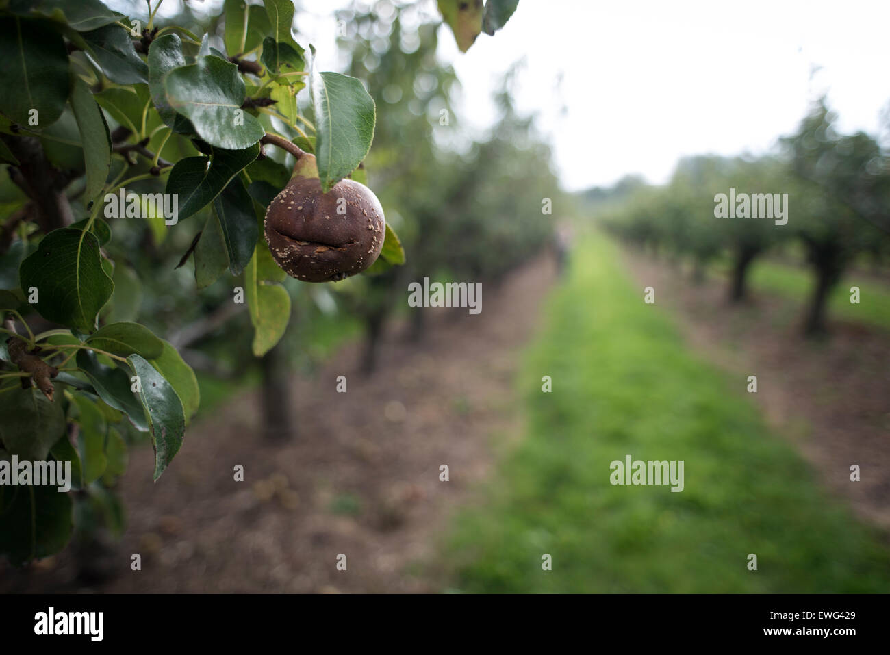 A rotting pear hanging on a tree within a row of fruit tress in an ...