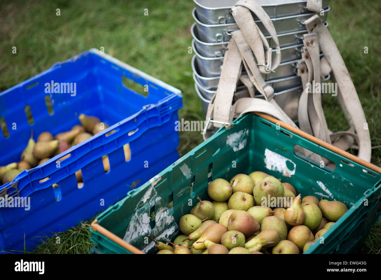 Pears on the ground hi-res stock photography and images - Alamy