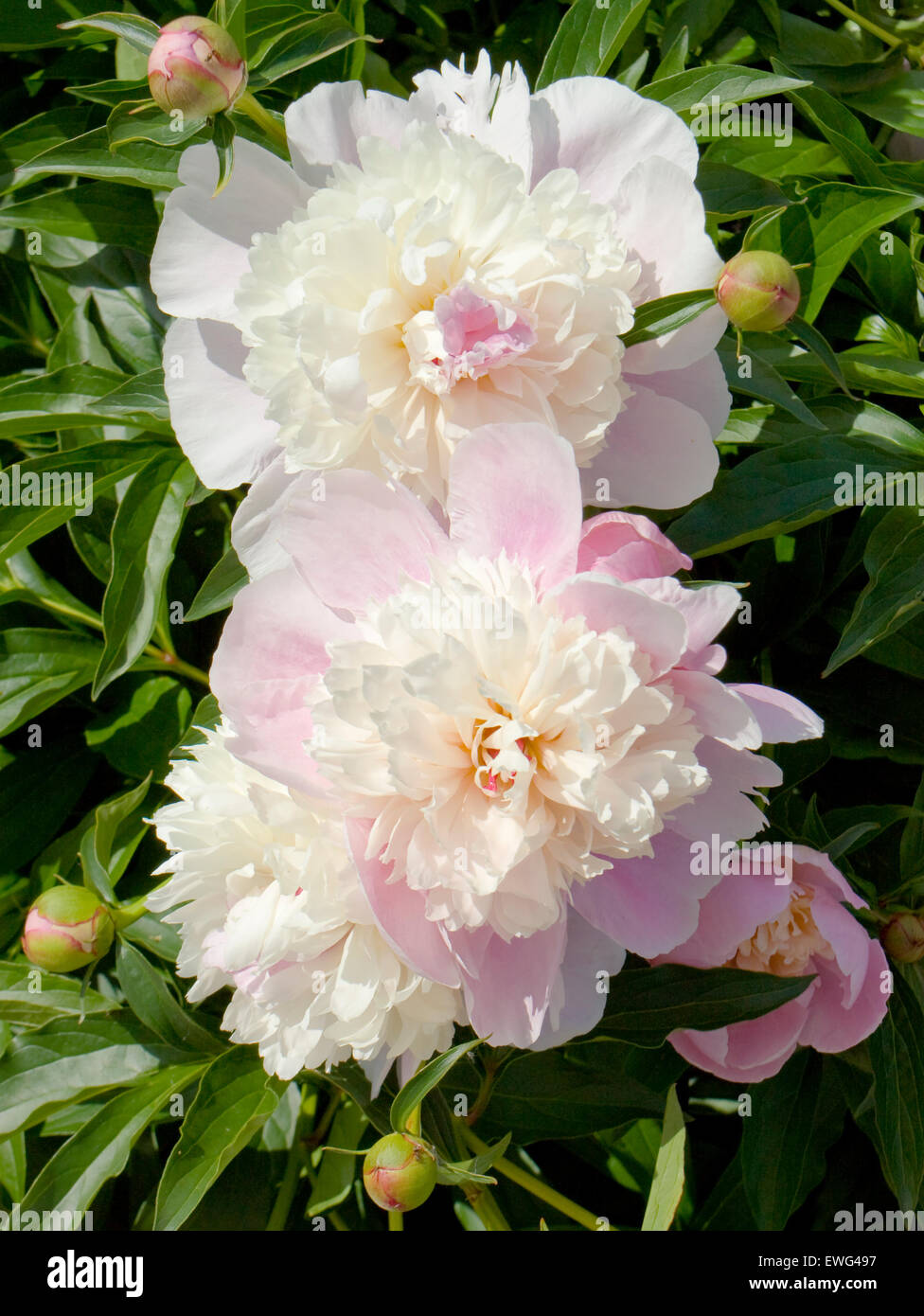 Two big peonies of white and pink colours, vertical orientated image ...