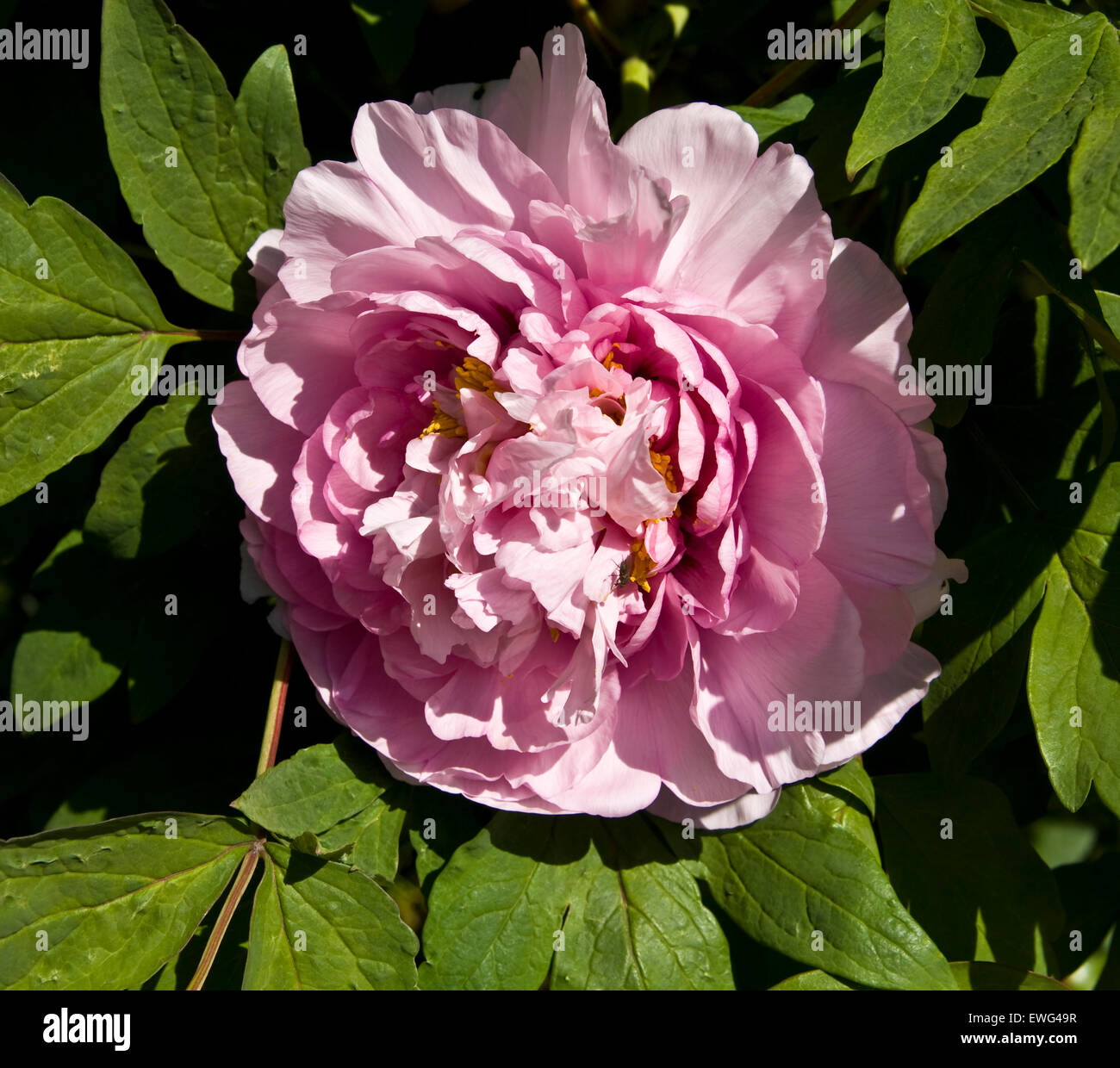 Treelike hi-res stock photography and images - Alamy