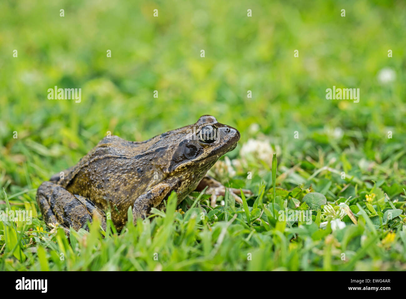 Adult frog hi-res stock photography and images - Alamy