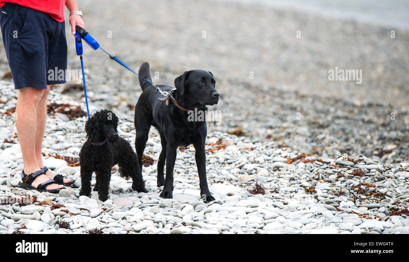 Man Walking Two Dogs on Pebbled Beach, Scottish Highlands Stock Photo ...