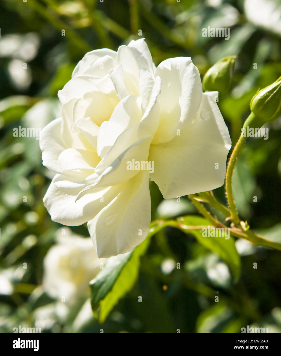 White rose, close view on green leaves background, vertical orientation ...