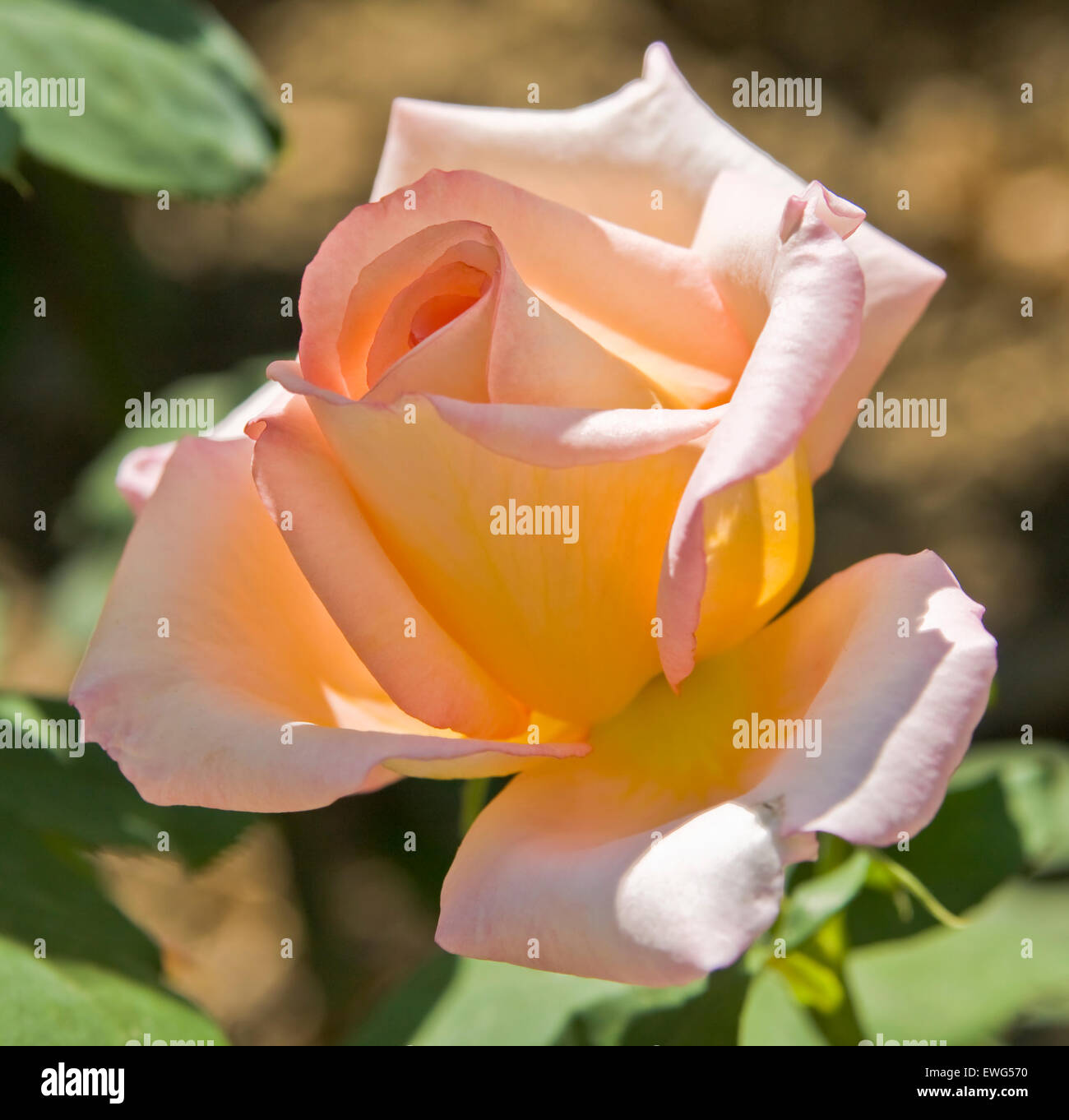 Peace rose hi-res stock photography and images - Alamy