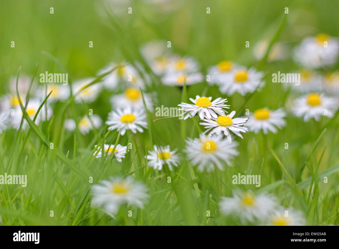 Lots of yellow daisies hi-res stock photography and images - Alamy