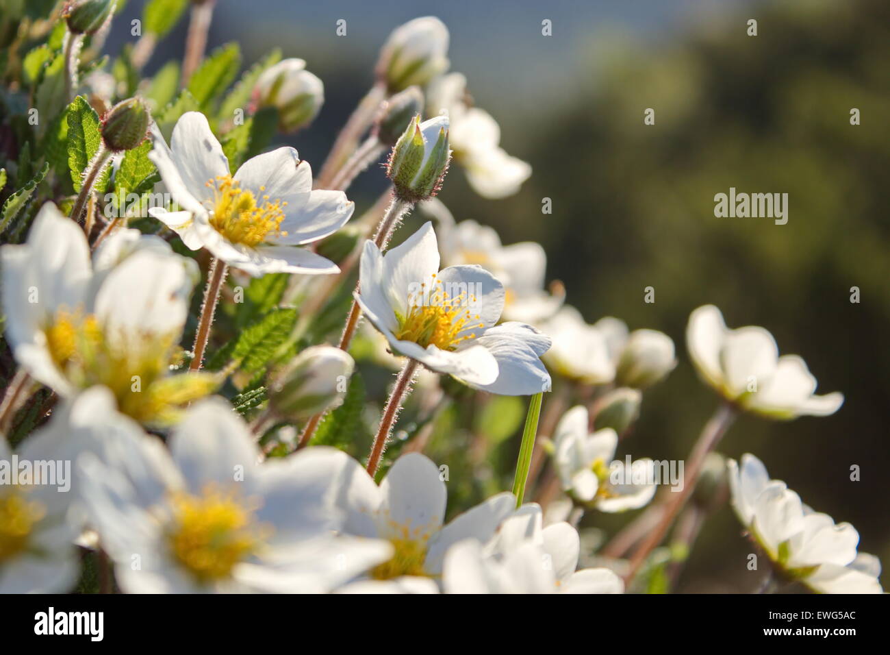 White dryas hi-res stock photography and images - Alamy