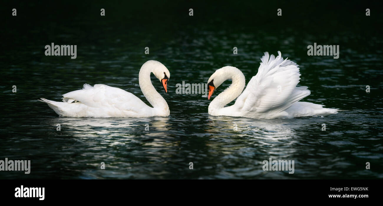 Two beautiful swans looking at each other and shining on the dark water ...