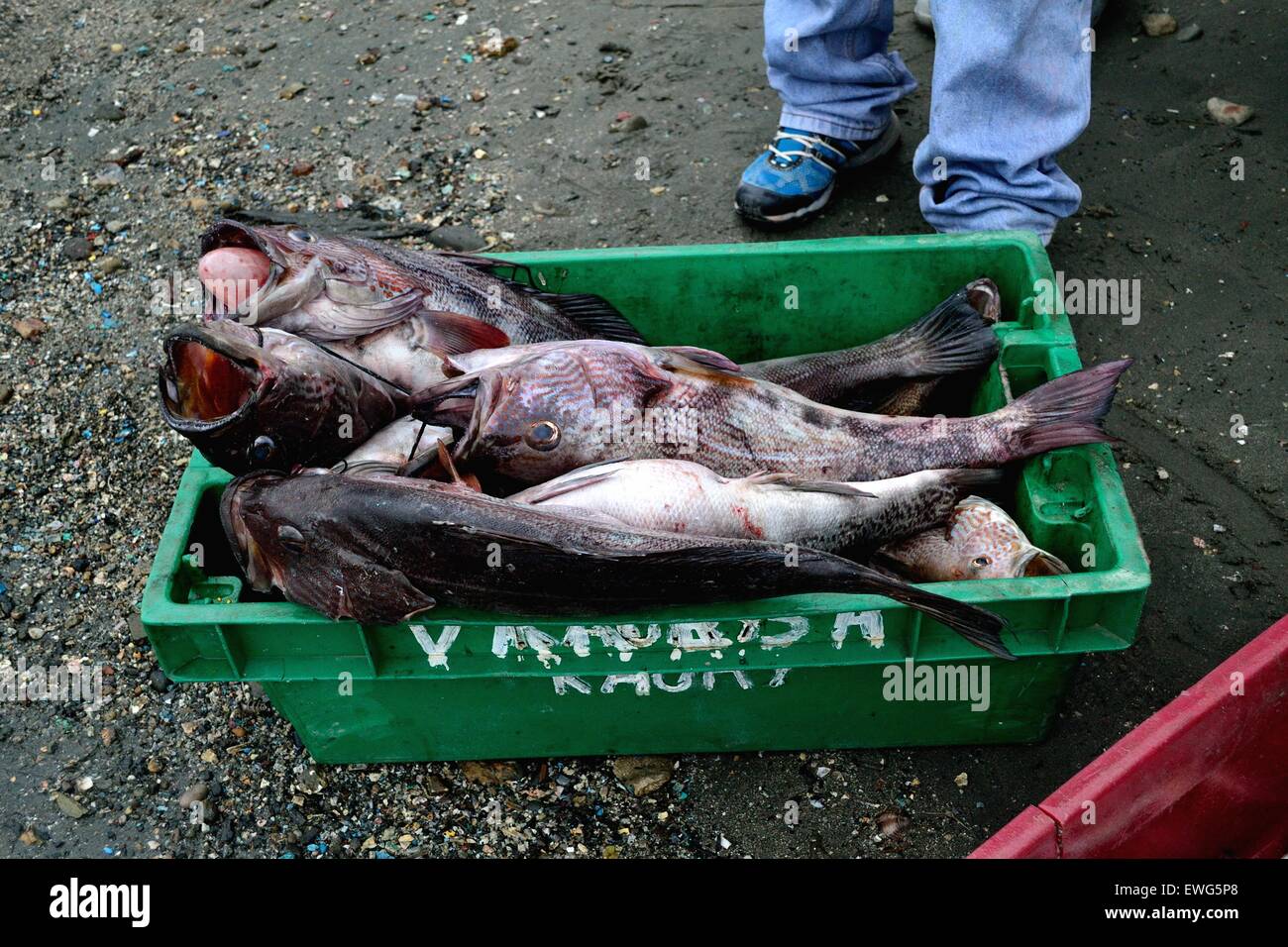 Perela fish - Port in PUERTO PIZARRO. Department of Tumbes .PERU Stock ...