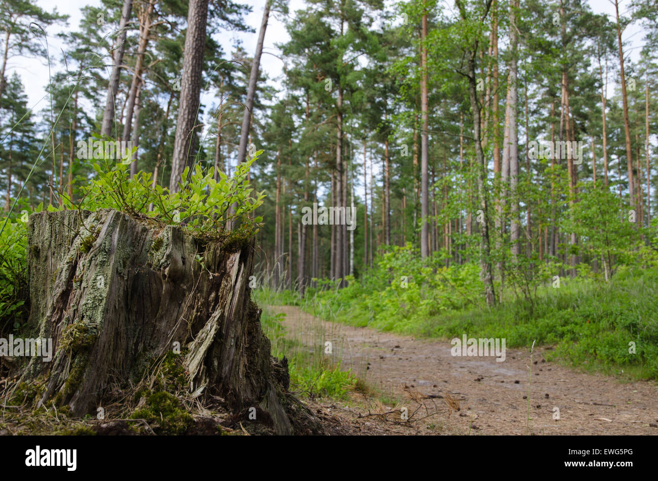 Stub Of A Tree High Resolution Stock Photography and Images - Alamy