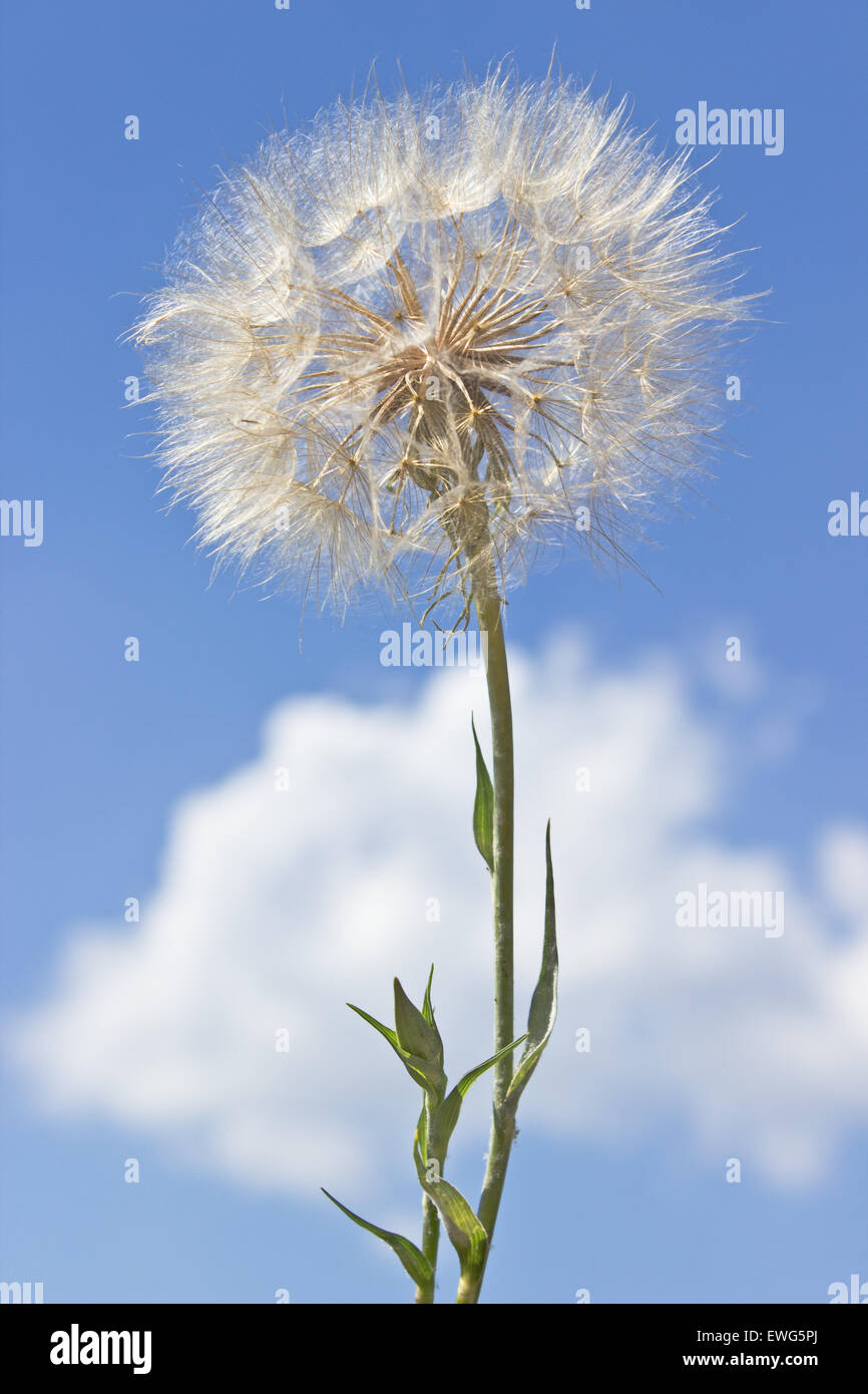 Dandelion Seed Graphic