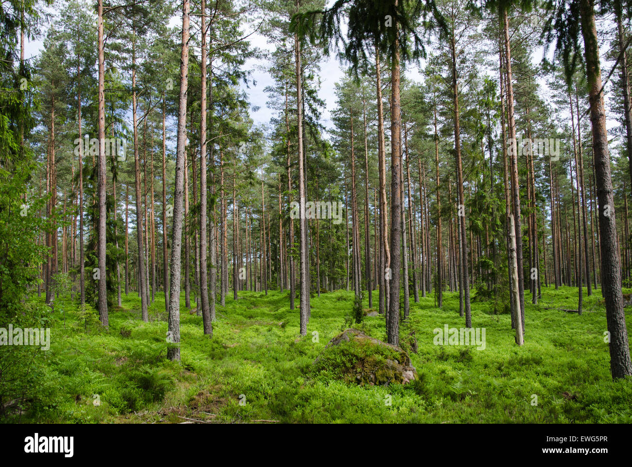 Colorful pine tree forest with vibrant green blueberry twigs on ground ...