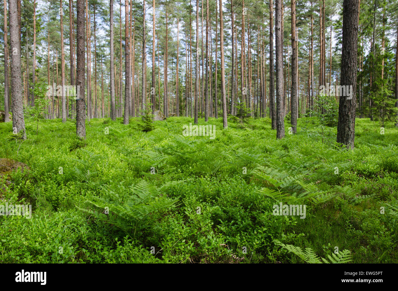 Swedish fern hi-res stock photography and images - Alamy