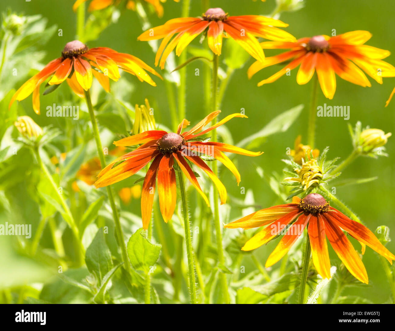 Few flowers rudbeckia of double yellow and red colour on natural green ...