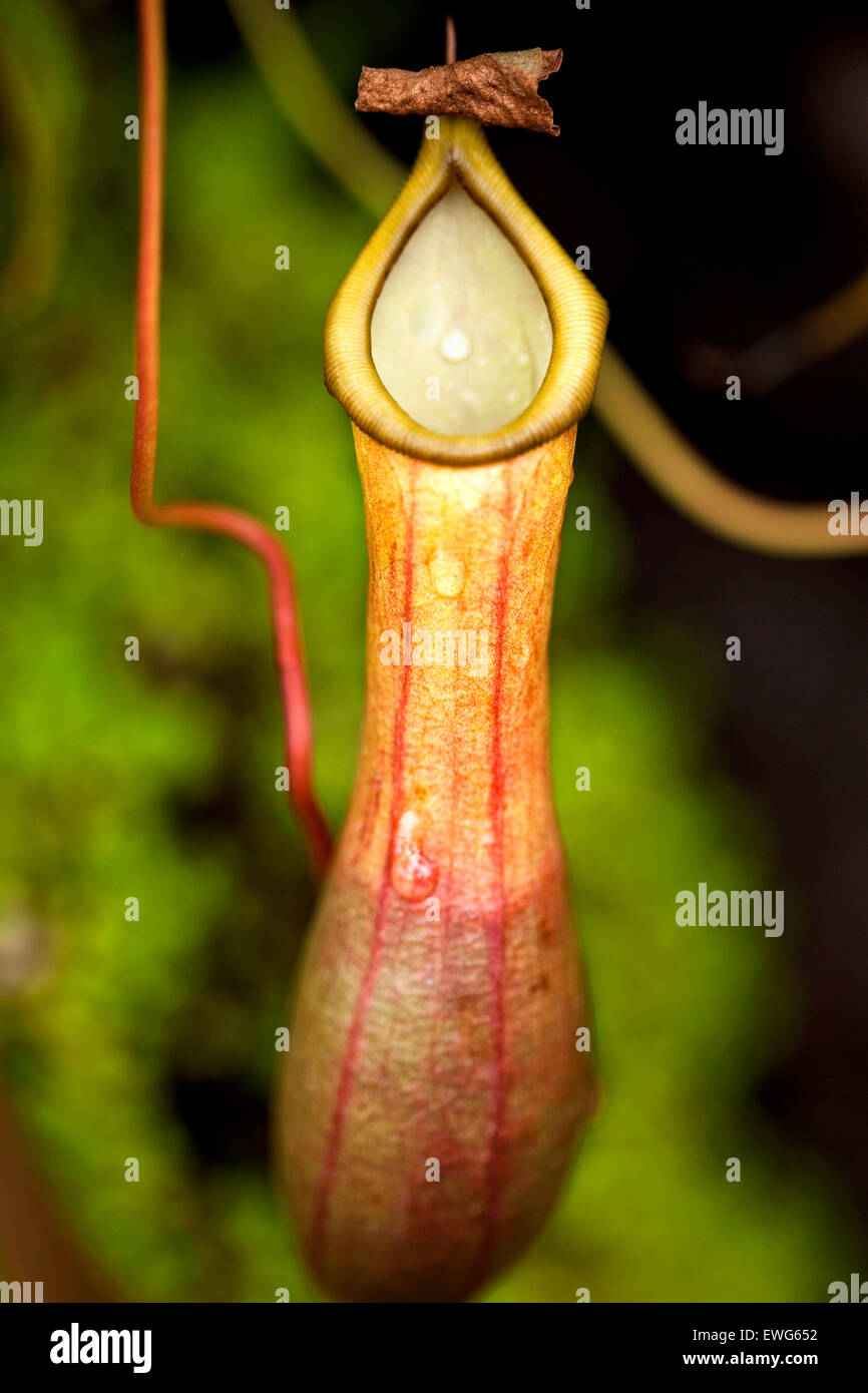 Close up of a carnivorous plant in a greenhouse Stock Photo - Alamy