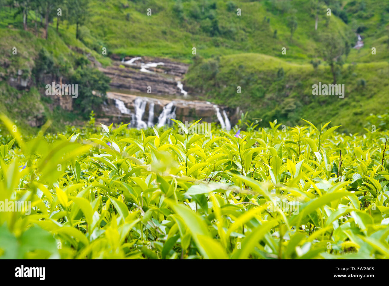 Sri lanka tea nuwara eliya waterfall hi-res stock photography and ...