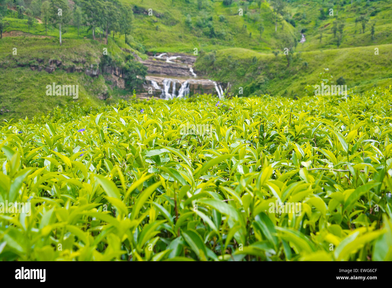 Tea plantation sri lanka hi-res stock photography and images - Alamy
