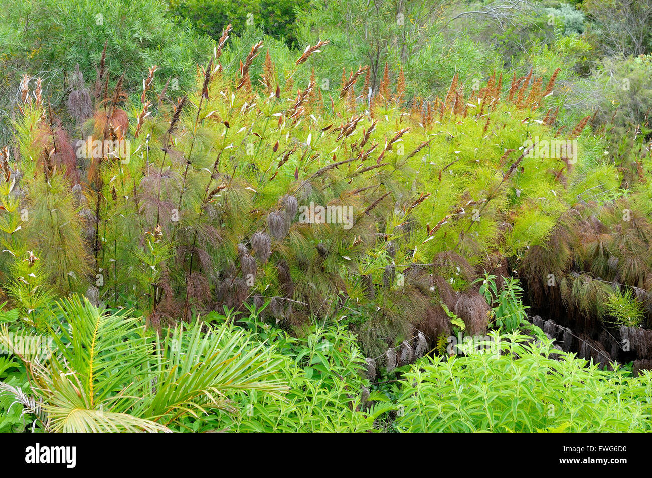Family Restionaceae High Resolution Stock Photography and Images - Alamy