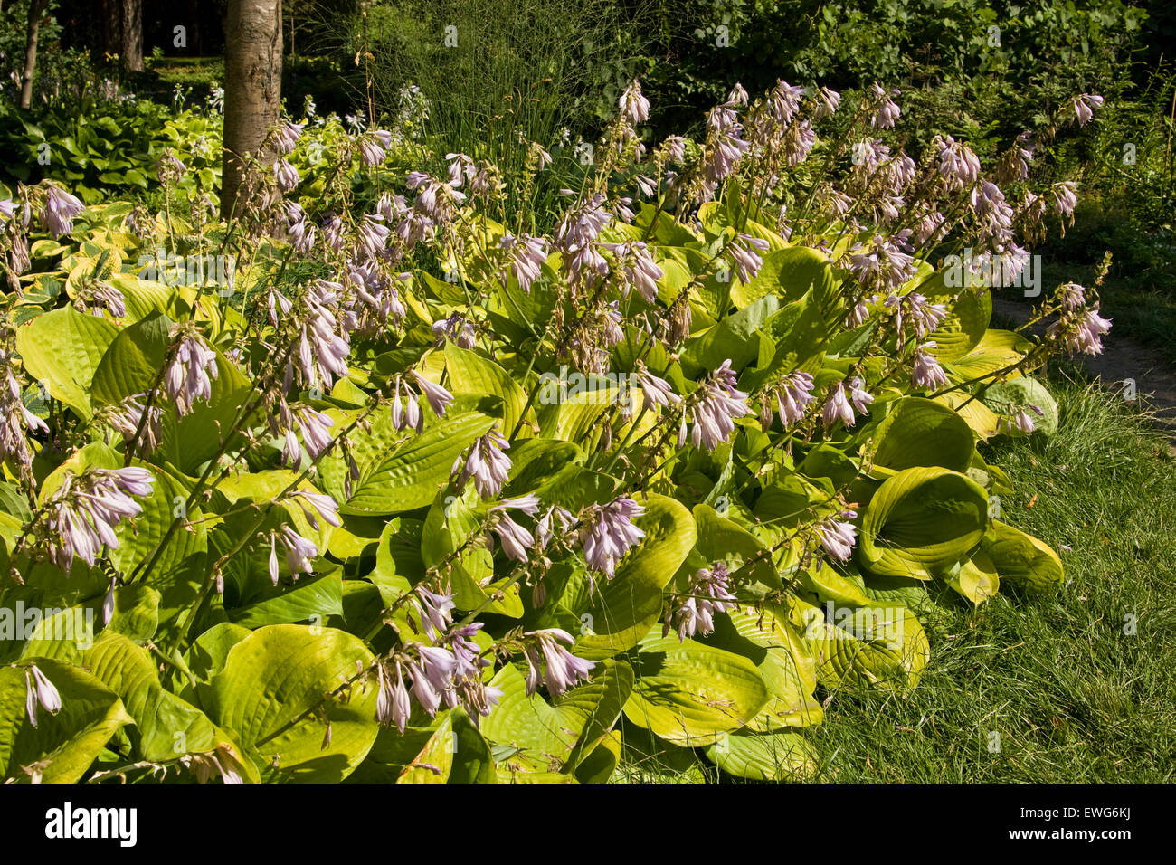 Big flowers of blue hosta in garden Stock Photo - Alamy