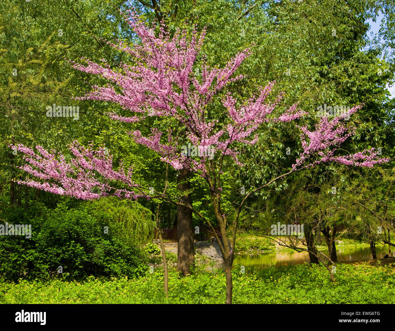 Pink Japanese cherry tree in blossom in park Stock Photo - Alamy