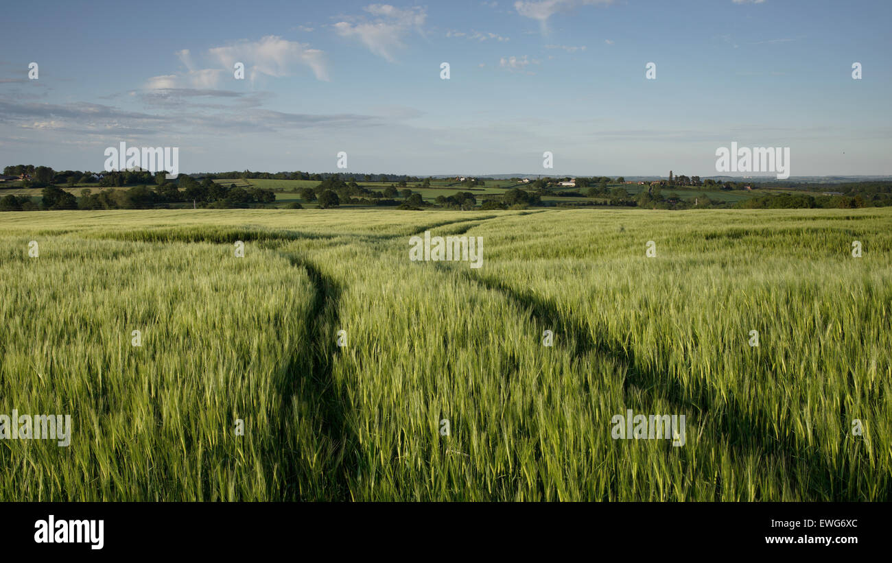 Barley growing on farm tasley hi-res stock photography and images - Alamy