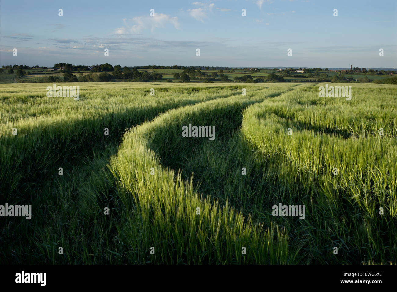 Barley growing on farm tasley hi-res stock photography and images - Alamy