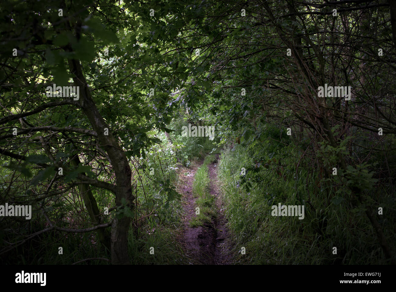 Pines Woodlands Misk Hills,HS2 high speed rail route in Nottinghamshire ...