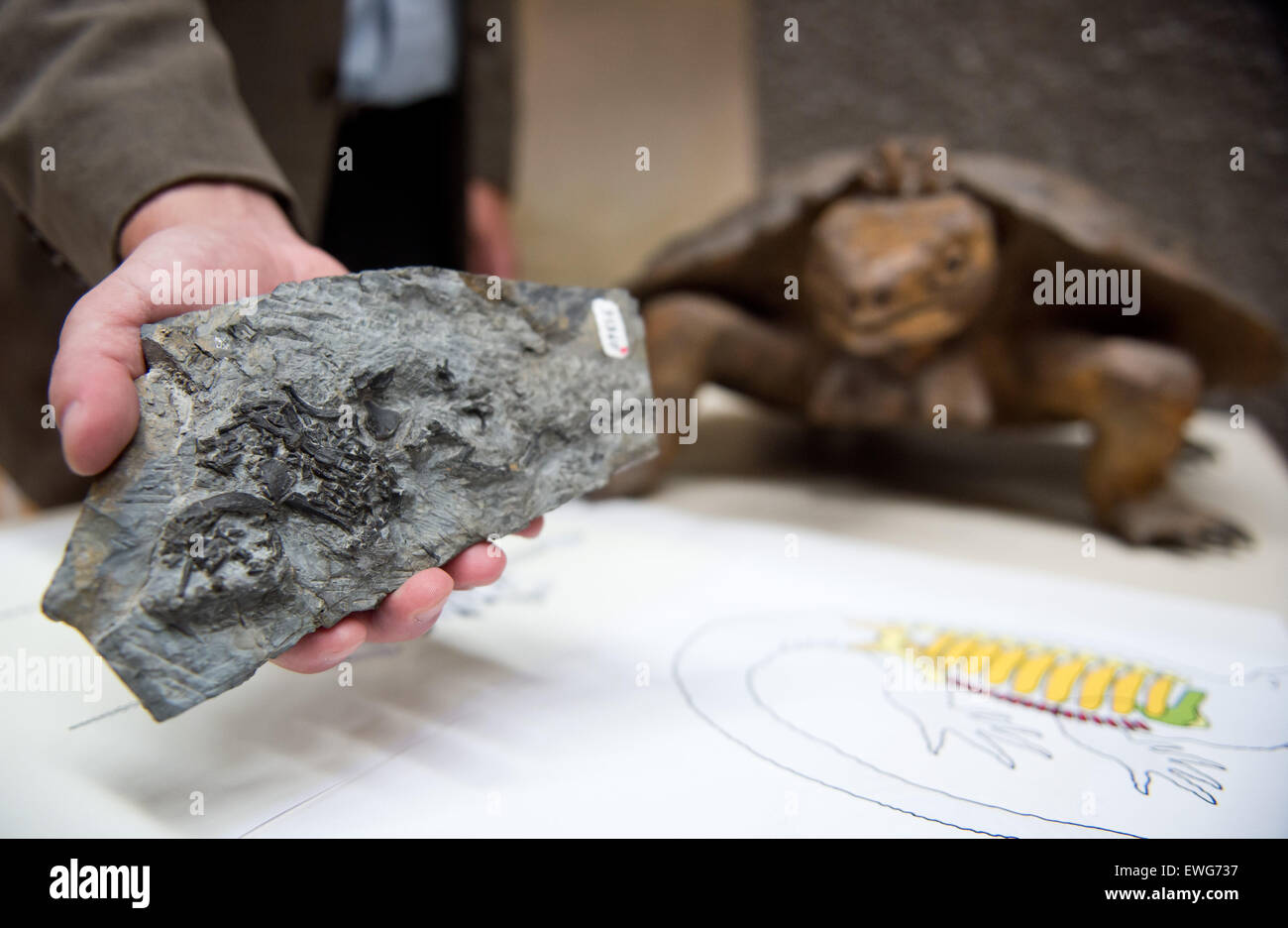 240 million year old turtle hi-res stock photography and images - Alamy