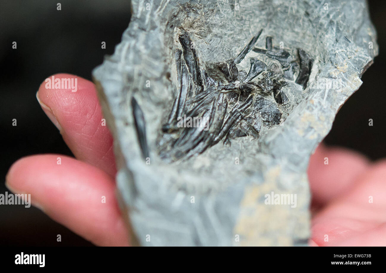 240 million year old turtle hi-res stock photography and images - Alamy
