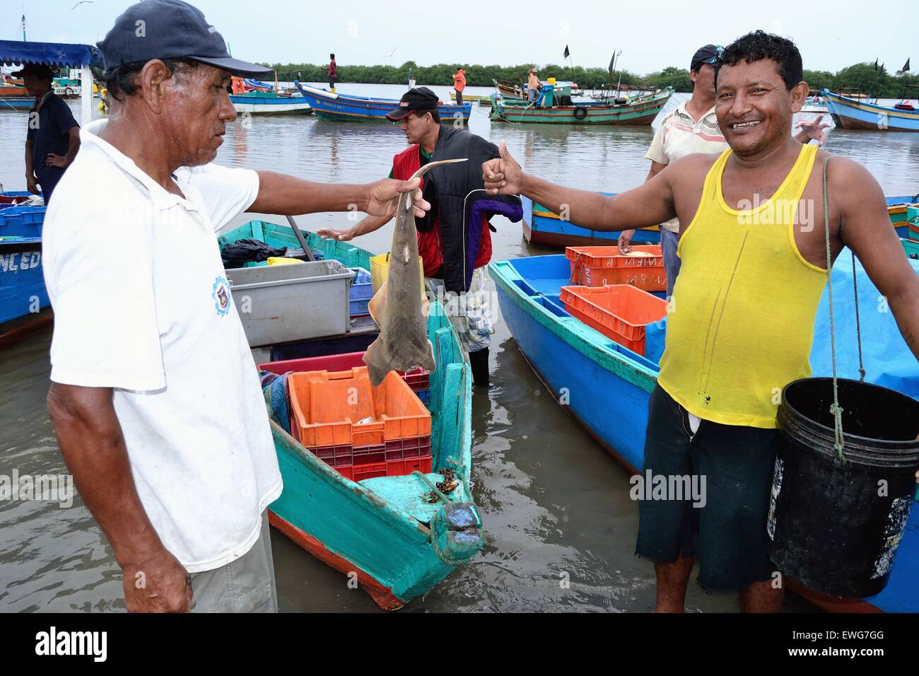 Bagre fish - Port in PUERTO PIZARRO. Department of Tumbes .PERU Stock ...