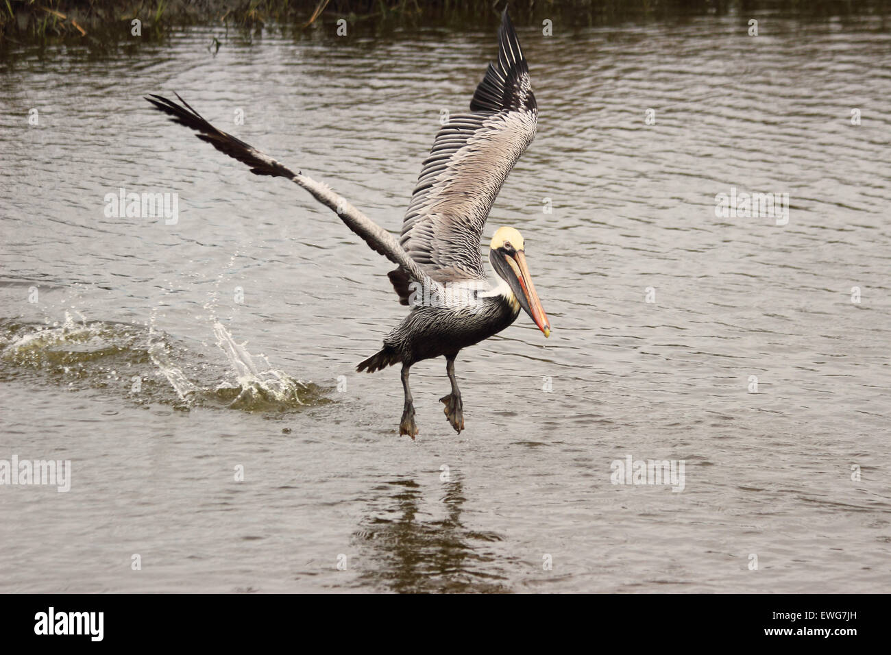 A male Brown pelican takes off from a coastal estuary Stock Photo - Alamy