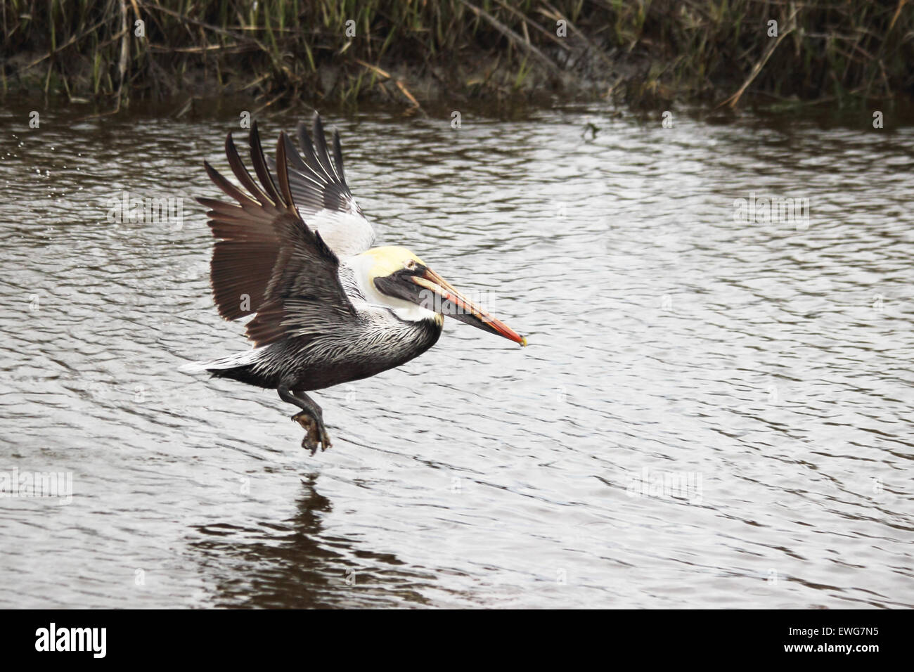 A male Brown pelican takes off from a coastal estuary Stock Photo - Alamy