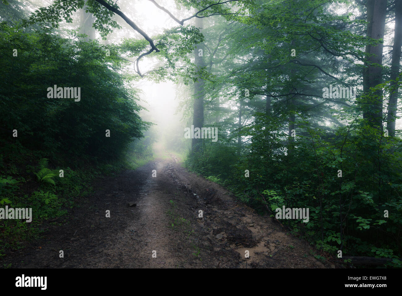 Old green forest Stock Photo - Alamy
