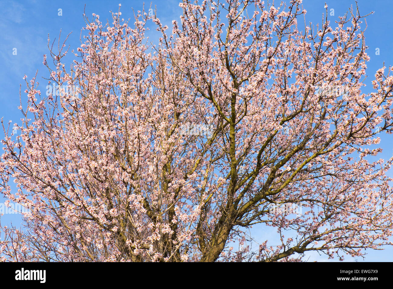 Almond tree in blossom with pink flowers on blue sky. Recorded in ...
