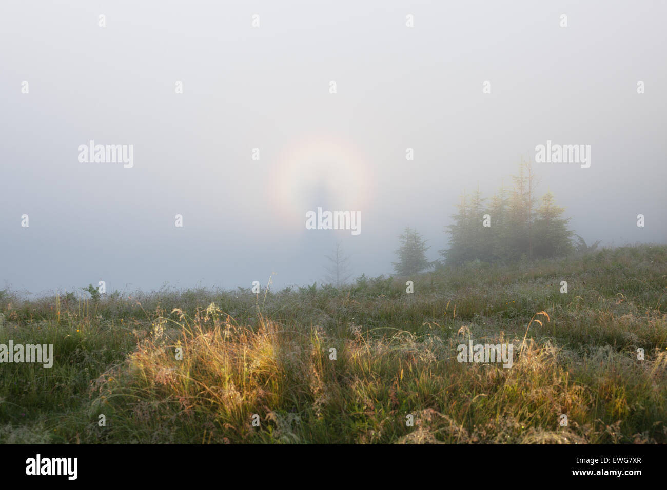 Brocken spectre tree hi-res stock photography and images - Alamy