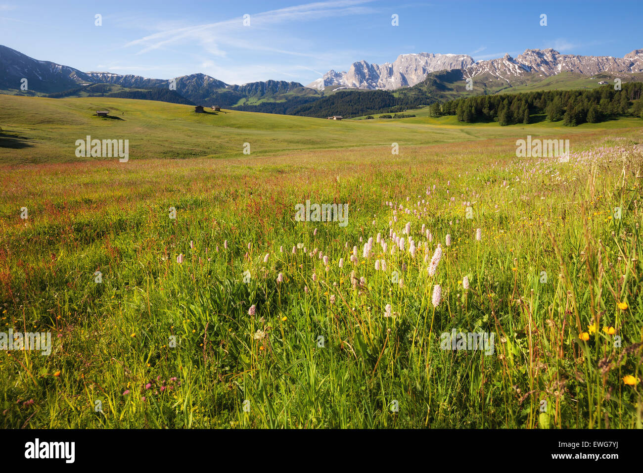 Panorama of alpine meadow at summer, Dolomites mountains, Italy Stock ...