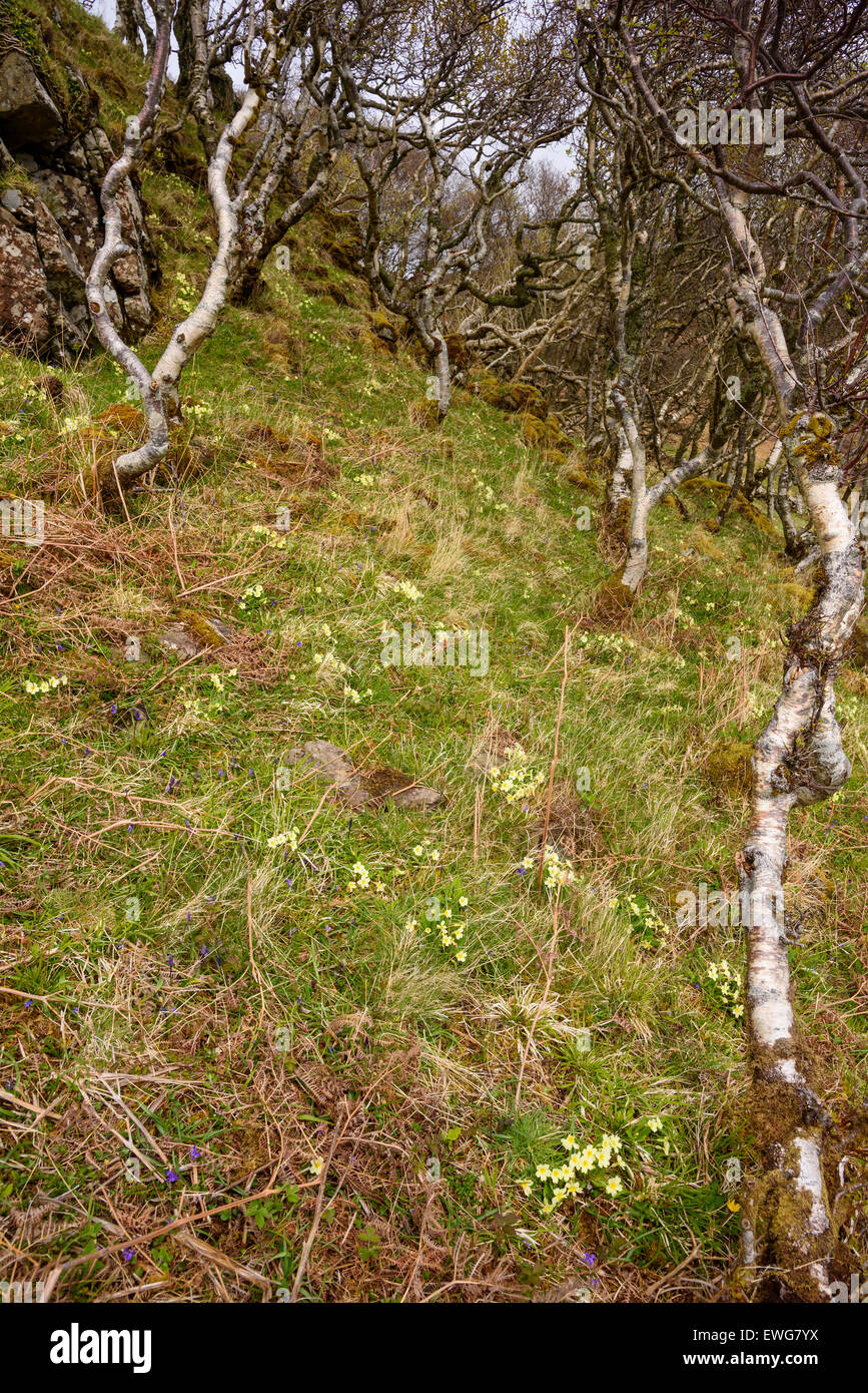 Primroses, Primula vulgaris, in scrub birch woodland, wildflower, Isle ...