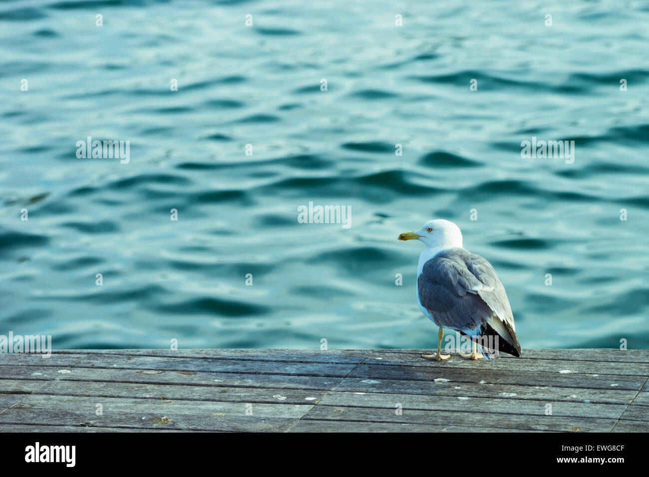 Seagull at dock hi-res stock photography and images - Alamy