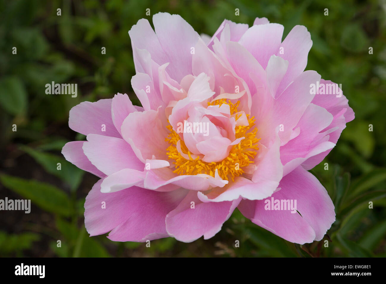 Rose peony flower close hi-res stock photography and images - Alamy