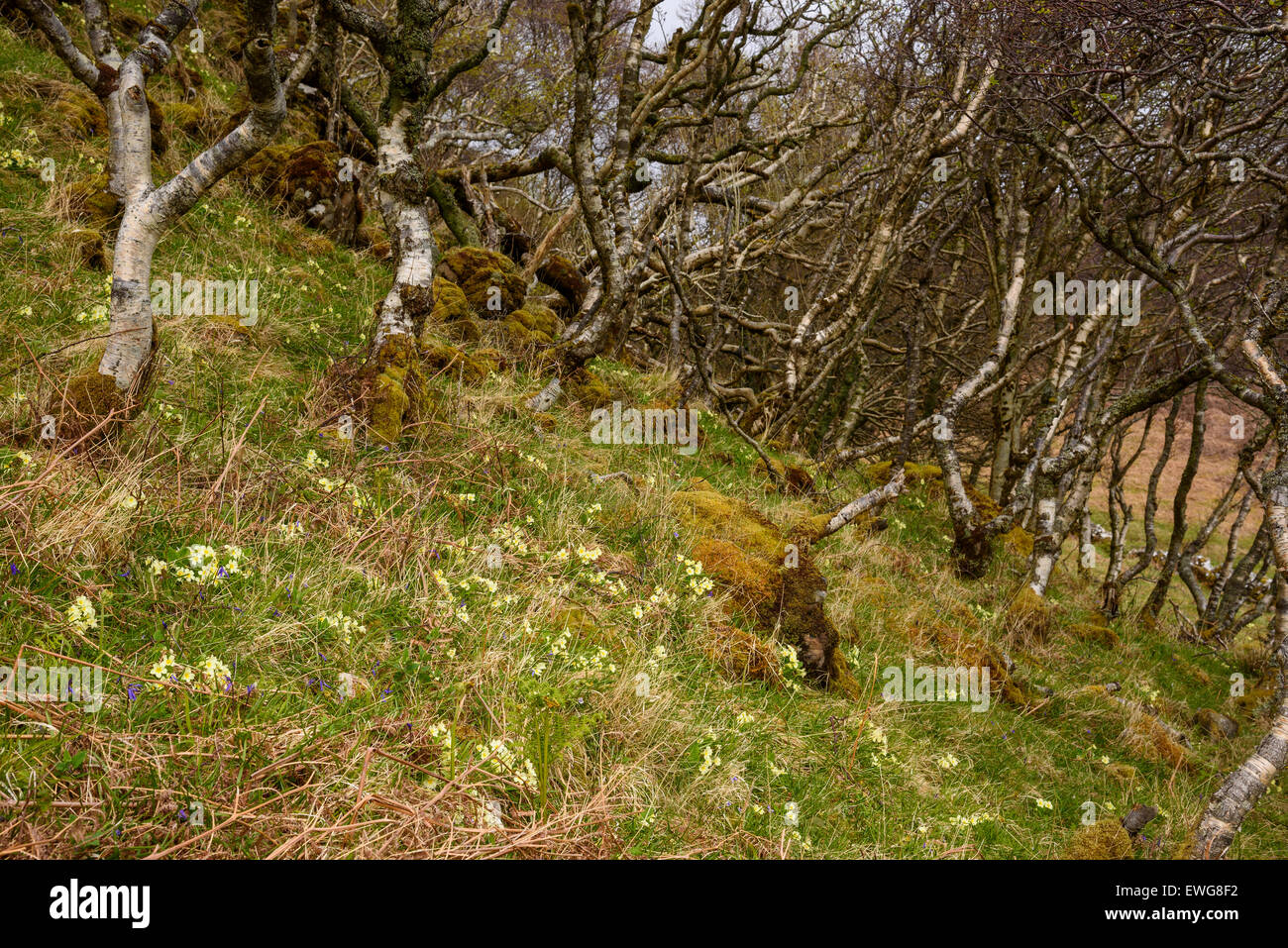 Primroses, Primula vulgaris, in scrub birch woodland, wildflower, Isle ...