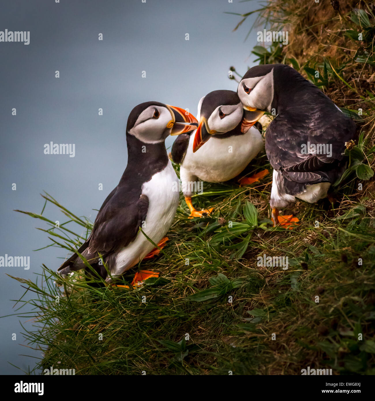 A little puffin chatter on the cliff edge Stock Photo - Alamy