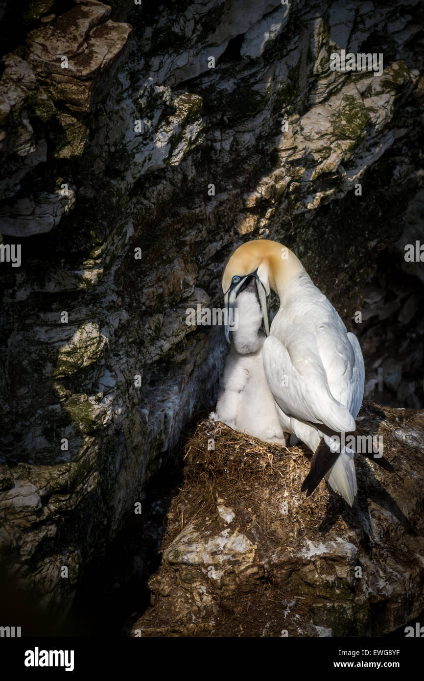 Gannet feeding chick on cliff nest Stock Photo - Alamy