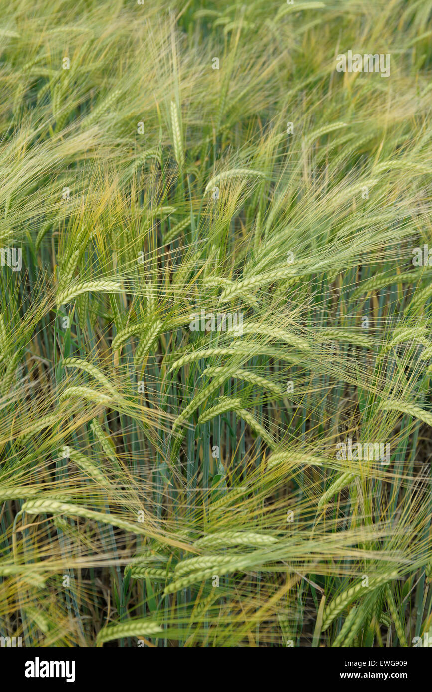 Barley growing on farm tasley hi-res stock photography and images - Alamy